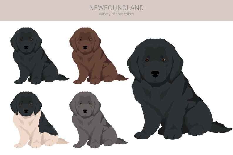 Newfoundland Clipart Bundle, Newfoundland Puppy Clipart, High Quality ...