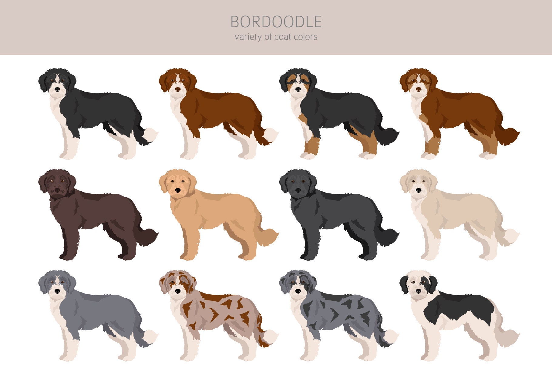 Border Collie Poodle Mix Clipart Bundle, Bordoodle Puppies Clipart ...