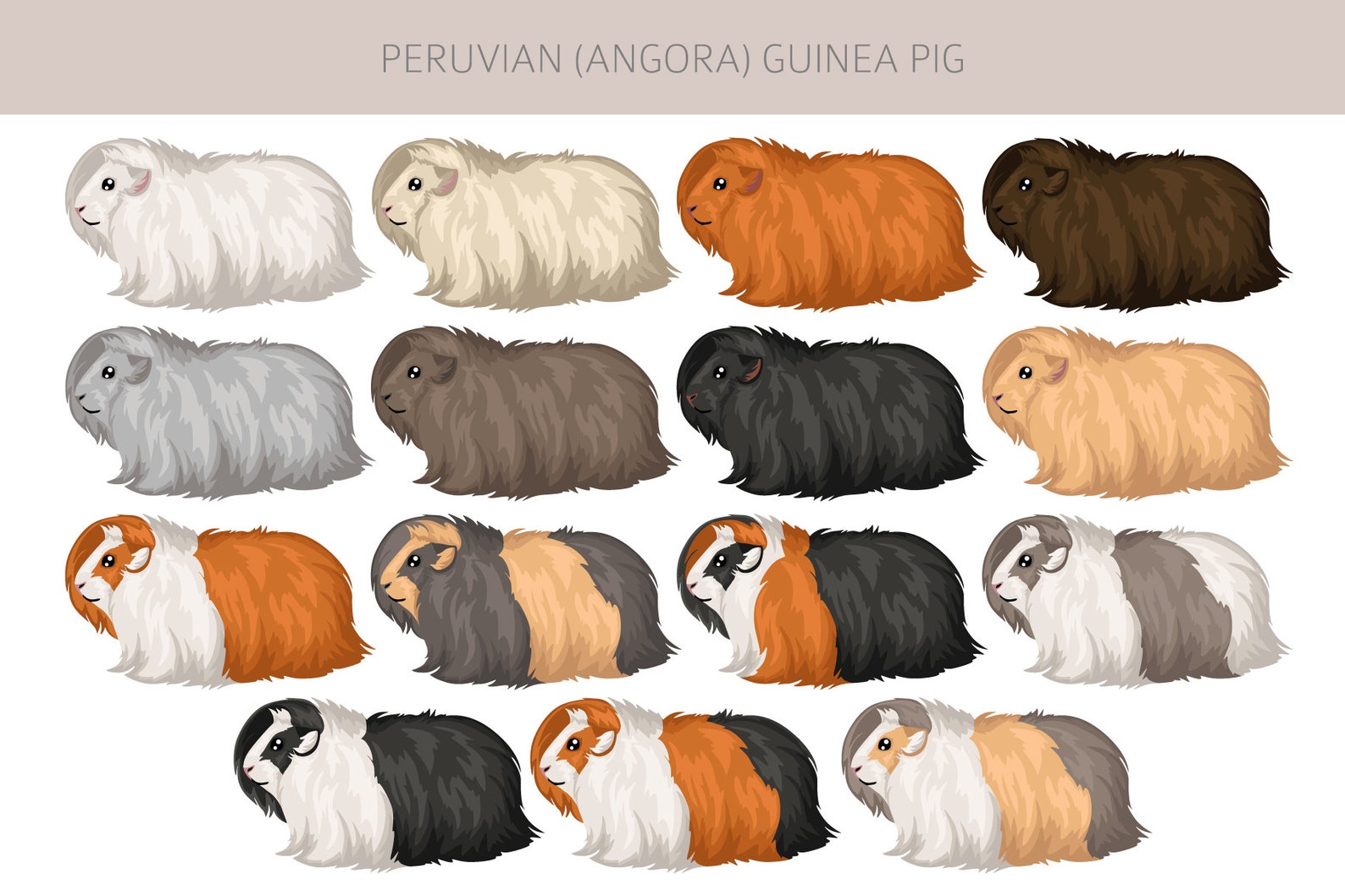 Peruvian Guinea Pig Pet Clipart for Commercial Use. Angora Cavy Custom ...