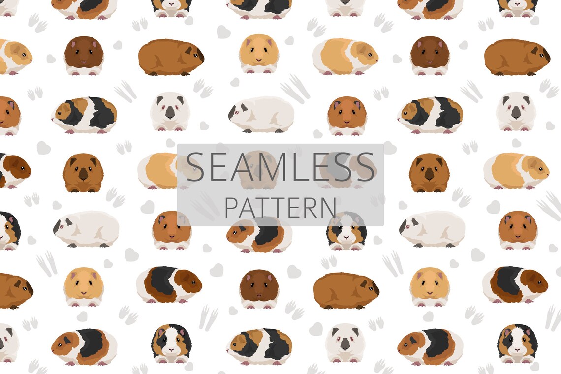 Teddy Guinea Pig Pet Clipart for Commercial Use. Teddy Pig Custom Coat ...