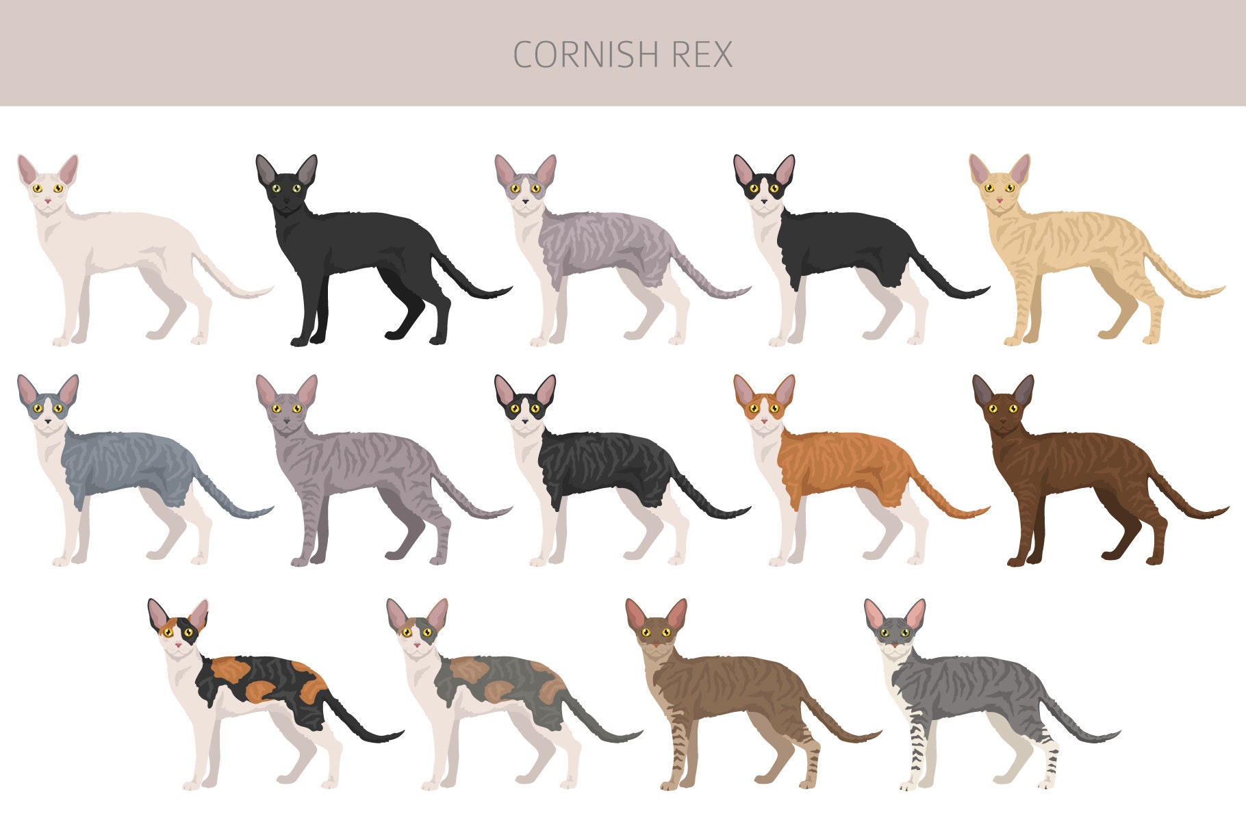 Cornish Rex Cat Clipart for Commercial Use, Rex Cat Custom Coat Color ...