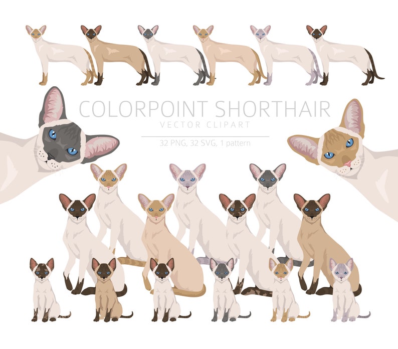 Colorpoint Shorthair Cat Clipart for Commercial Use, Cat Custom Coat ...