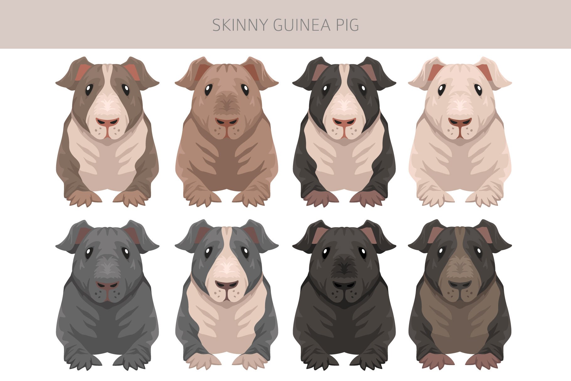 Skinny Guinea Pig Pet Clipart for Commercial Use. Hairless Skinny ...