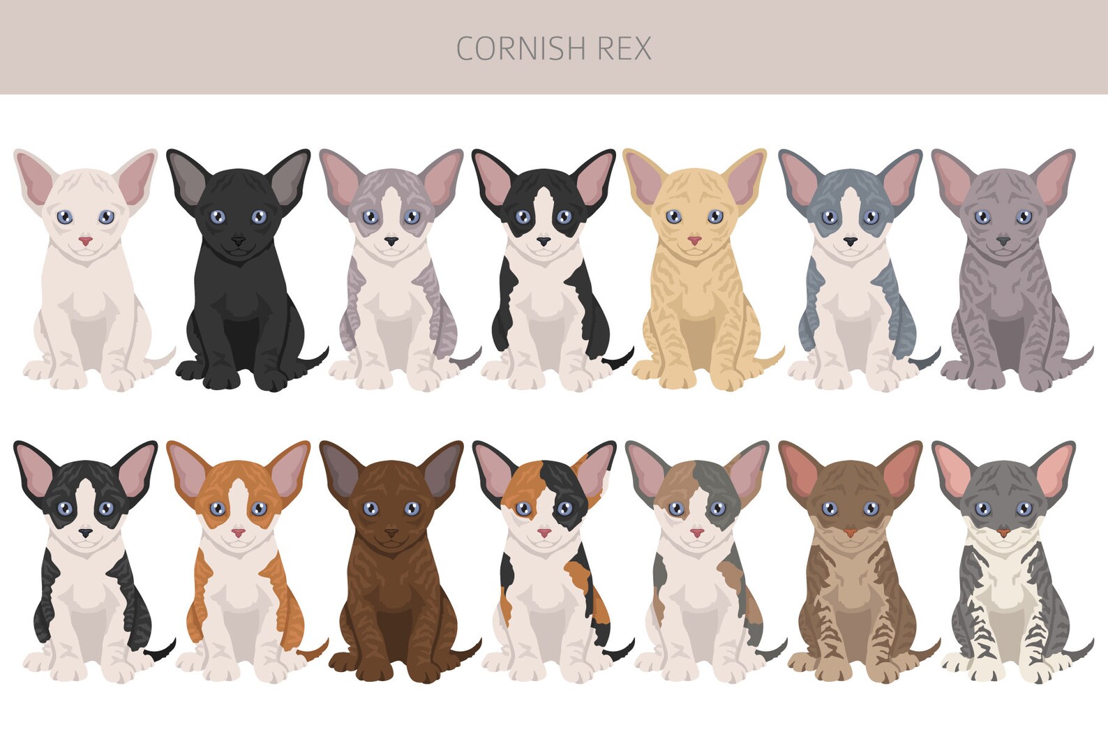 Cornish Rex Cat Clipart for Commercial Use, Rex Cat Custom Coat Color ...