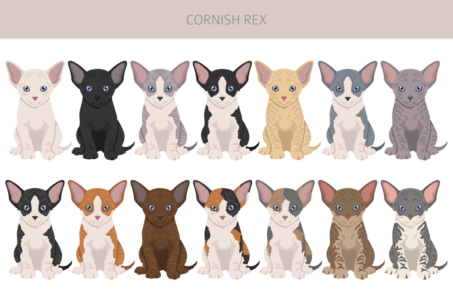 Cornish Rex Cat Clipart for Commercial Use, Rex Cat Custom Coat Color ...