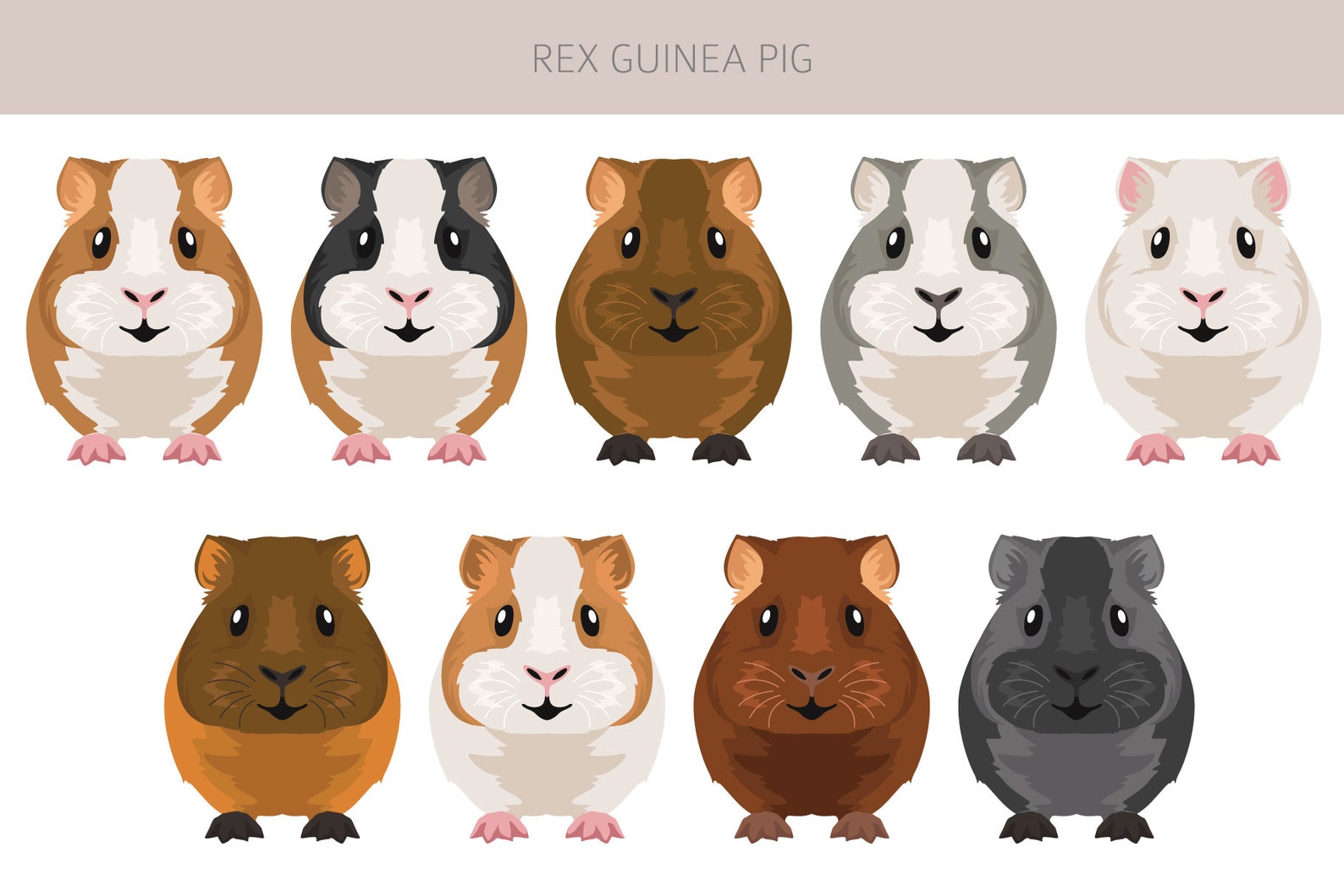 Rex Guinea Pig Pet Clipart for Commercial Use. Rex Pig Custom Coat ...