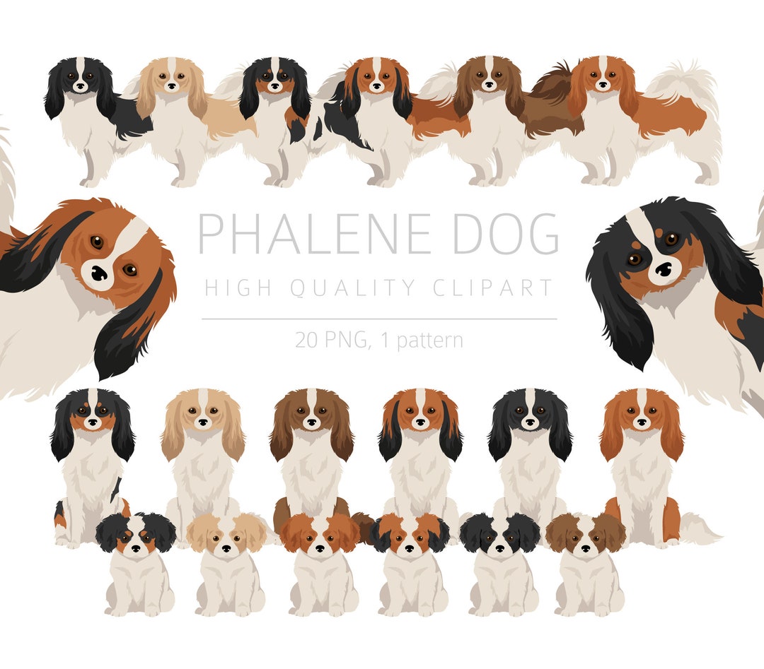 Phalene Clipart Bundle, Papillon Drop-eared Puppy Clipart, High Quality ...