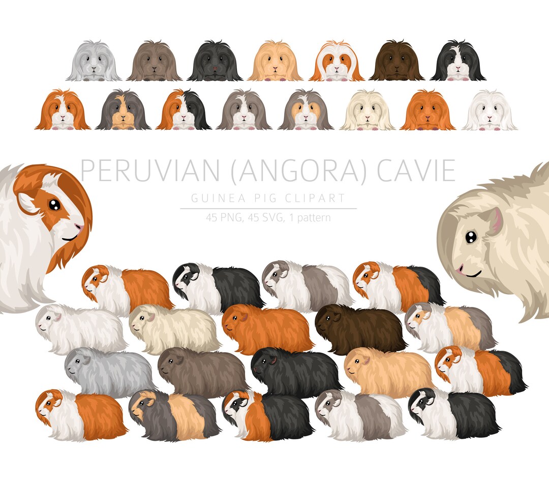 Peruvian Guinea Pig Pet Clipart for Commercial Use. Angora Cavy Custom ...