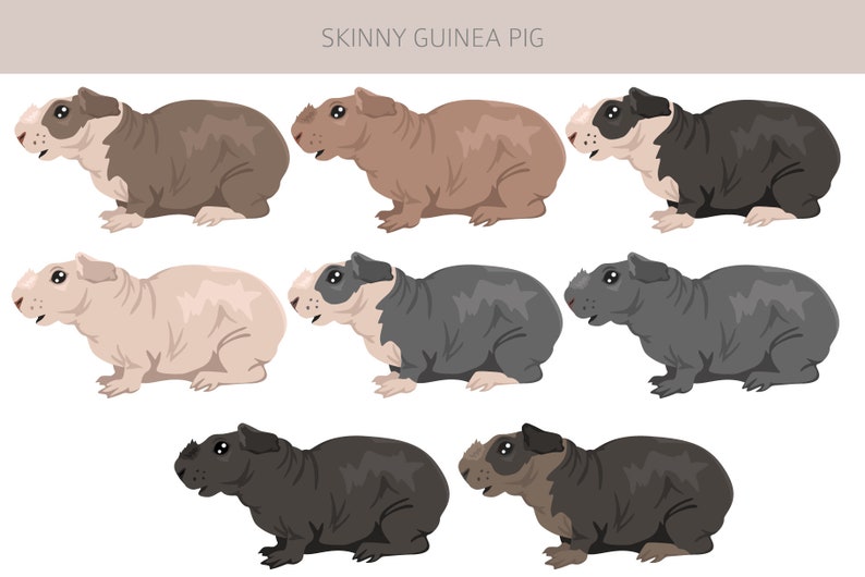 Skinny Guinea Pig Pet Clipart for Commercial Use. Hairless Skinny ...