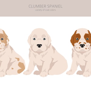 Clumber Spaniel Clipart Bundle, Clumber Spaniel Puppy, Dog High Quality ...