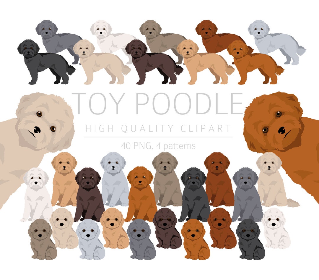 Toy Poodle Clipart Bundle, Toy Poodle Pup Clipart, Dogs High Quality ...
