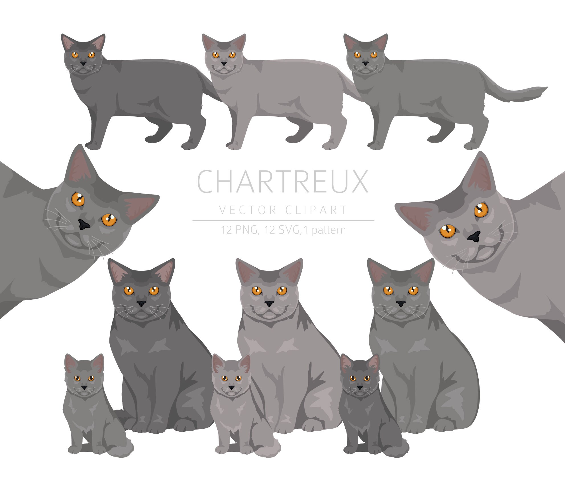 Chartreux Cat Clipart for Commercial Use, Chartreux Cat Custom Coat ...