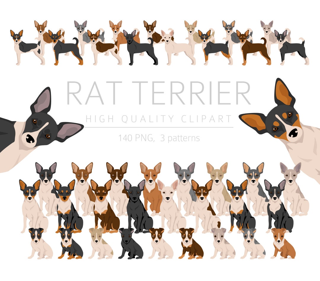 Rat Terrier Clipart Bundle, Rat Terrier Puppy Clipart, Dog High Quality ...