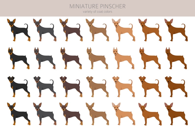 Miniature Pinscher Clipart Bundle, Miniature Pinscher Puppy Clipart ...