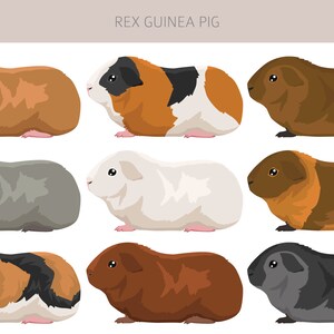 Rex Guinea Pig Pet Clipart for Commercial Use. Rex Pig Custom Coat ...