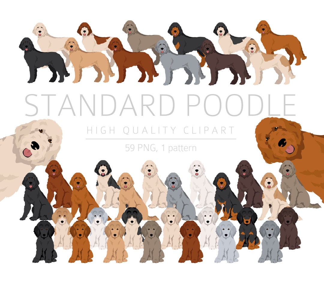 Standard Poodle Clipart Bundle, Poodle Clipart, Dogs High Quality PNG ...