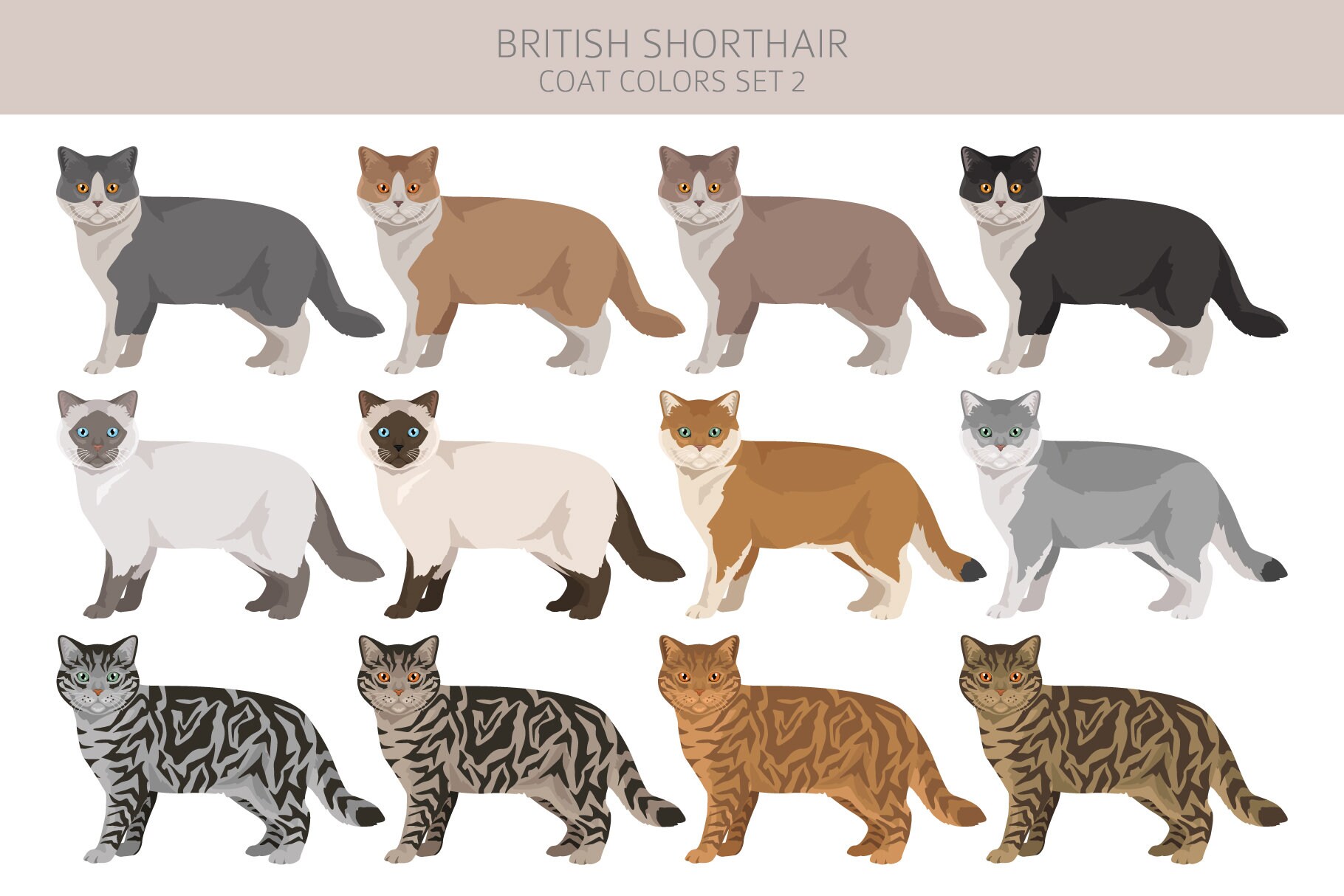 British Shorthair Cat Clipart for Commercial Use, Cat Custom Coat Color ...