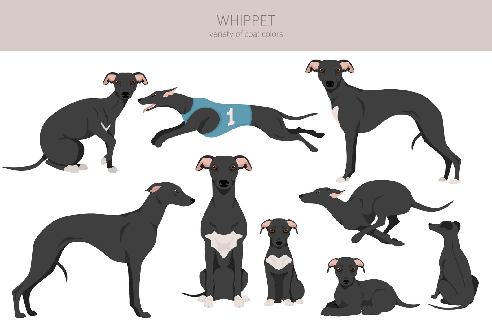 Whippet Dog Clipart Bundle, Snap Dog Pup Clipart, High Quality PNG ...