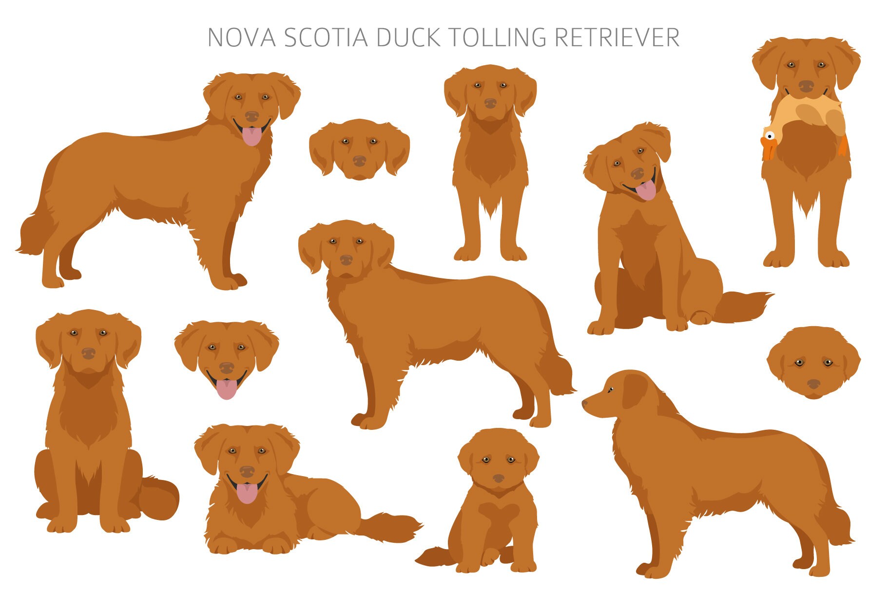 Nova Scotia Tolling Retriever Clipart Bundle, Duck Toller Puppy Clipart ...