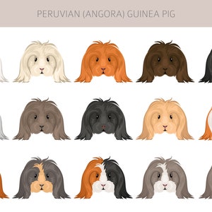 Peruvian Guinea Pig Pet Clipart for Commercial Use. Angora Cavy Custom ...