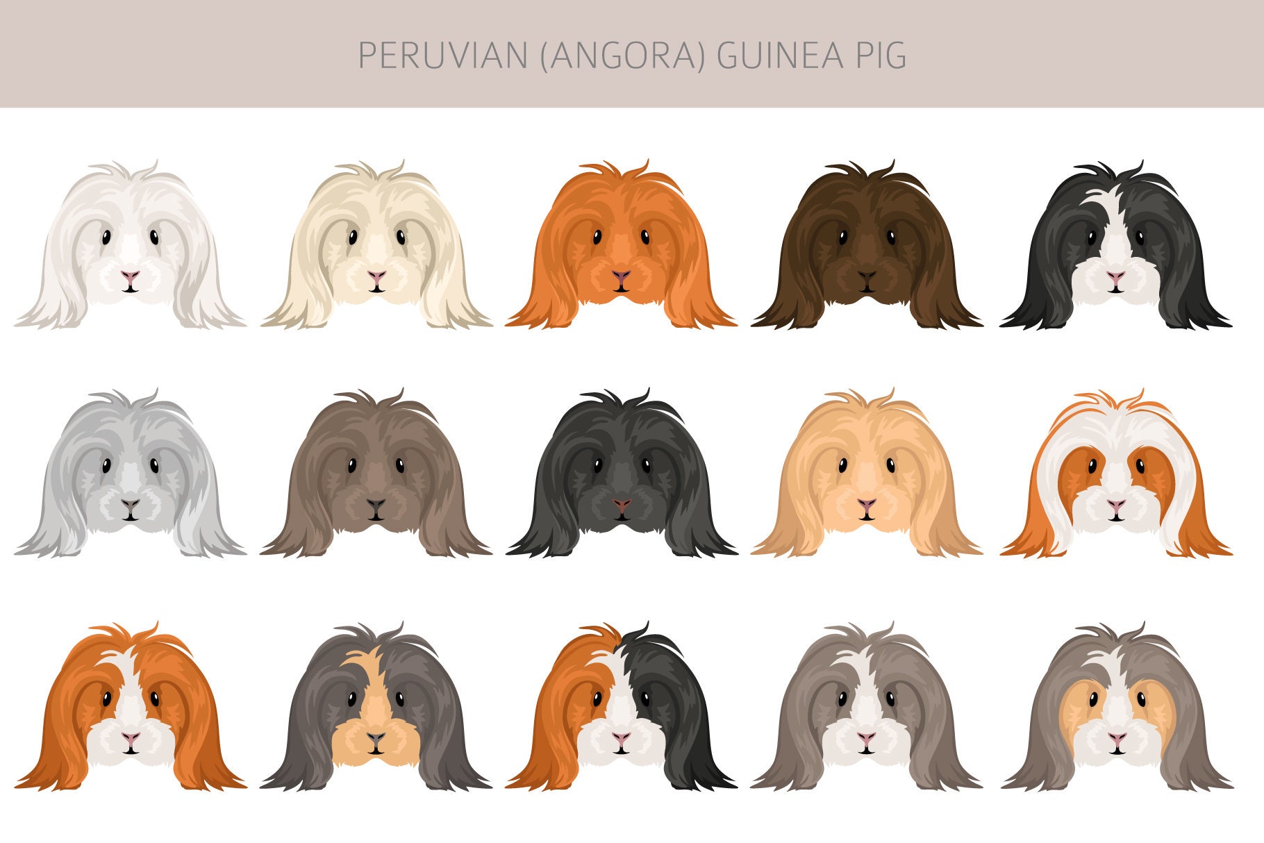 Peruvian Guinea Pig Pet Clipart for Commercial Use. Angora Cavy Custom ...