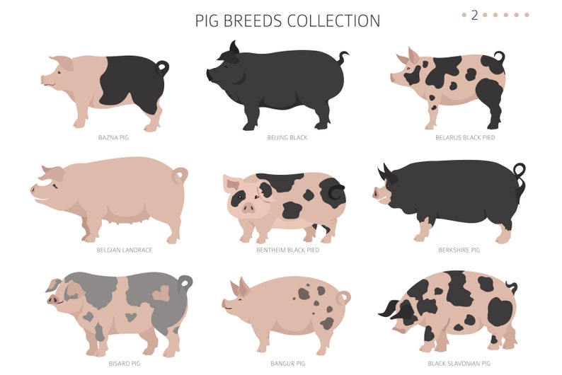 Pig Breed Clipart Bundle, Farm Animals Clipart, Hog Piglet High Quality ...