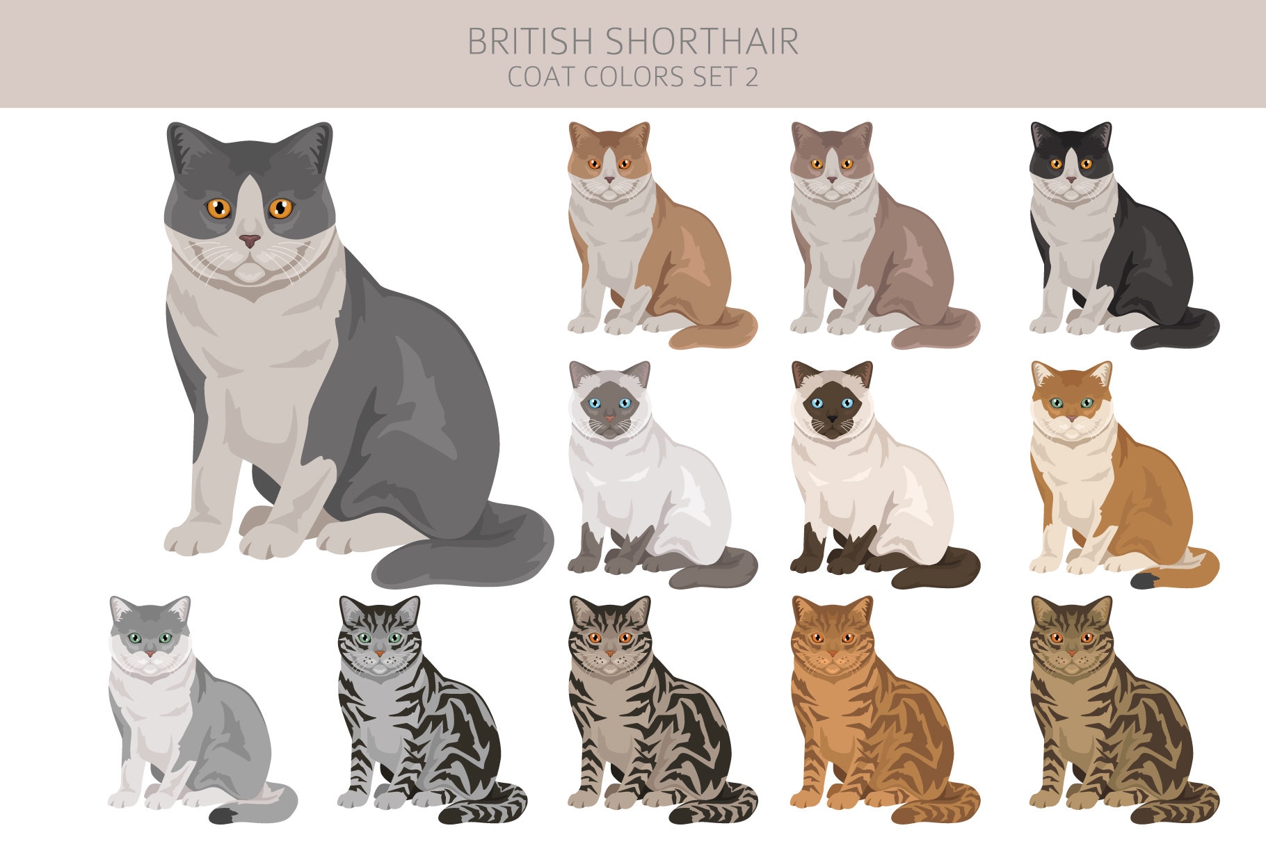 British Shorthair Cat Clipart for Commercial Use, Cat Custom Coat Color ...