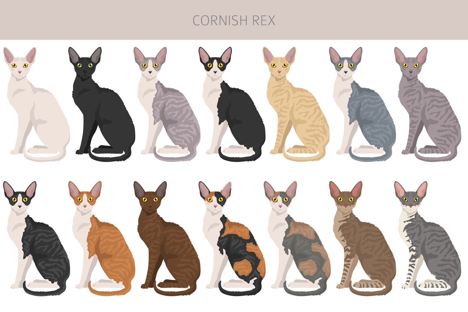 Cornish Rex Cat Clipart for Commercial Use, Rex Cat Custom Coat Color ...