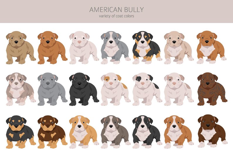 American Bully Clipart Bundle, Bully Puppy, Dog High Quality PNG, Gift ...
