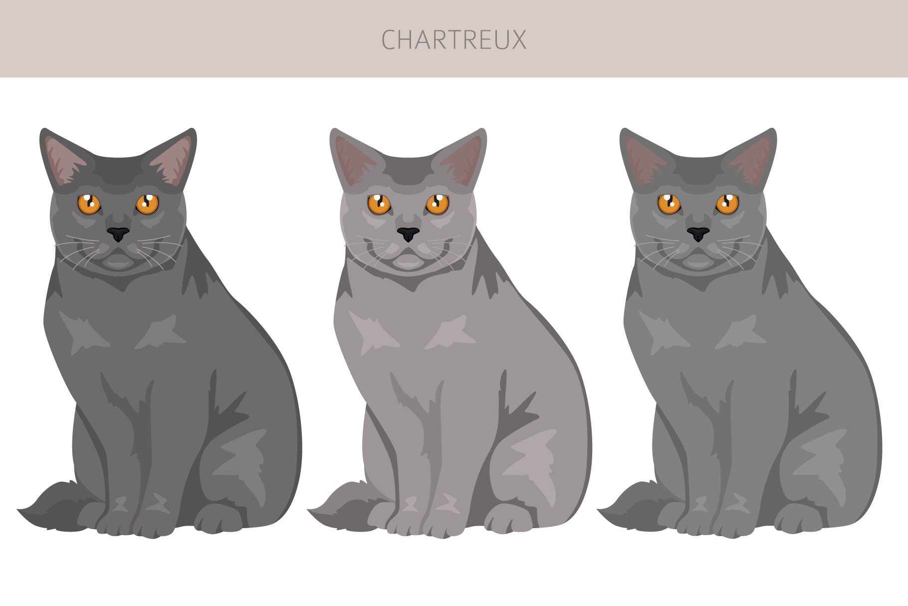 Chartreux Cat Clipart for Commercial Use, Chartreux Cat Custom Coat ...