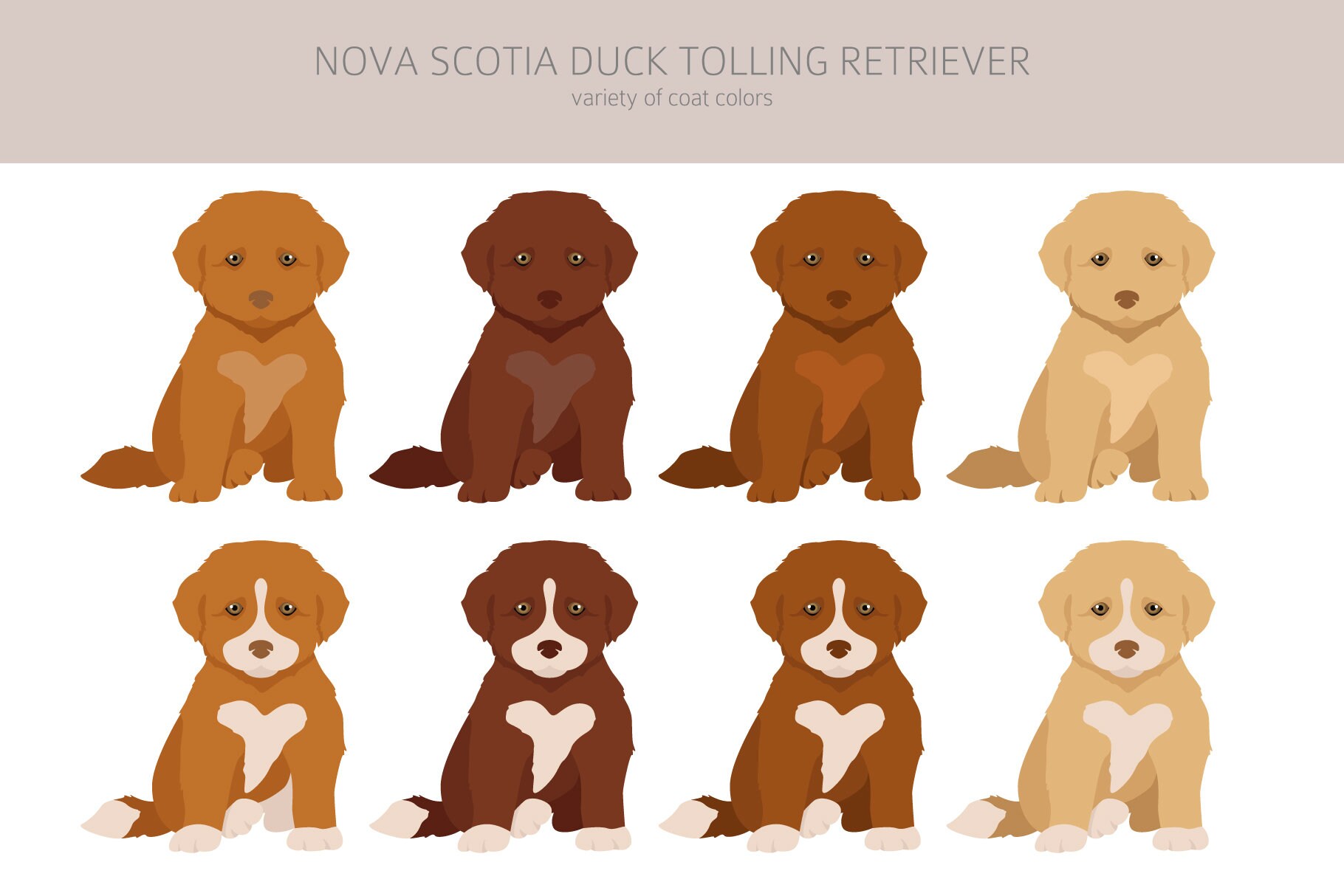 Nova Scotia Tolling Retriever Clipart Bundle, Duck Toller Puppy Clipart ...