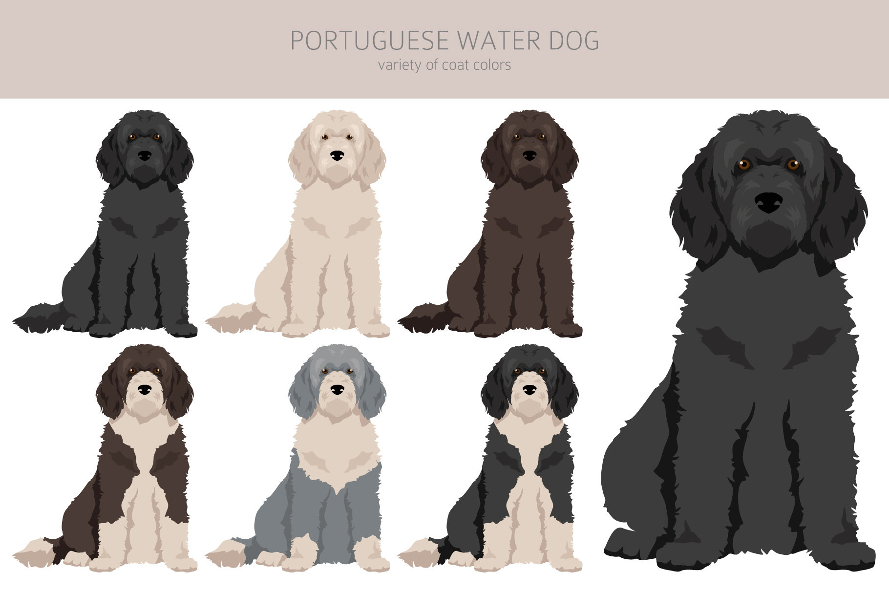 Portuguese Water Dog Clipart Bundle, Portie Pup Clipart, High Quality ...