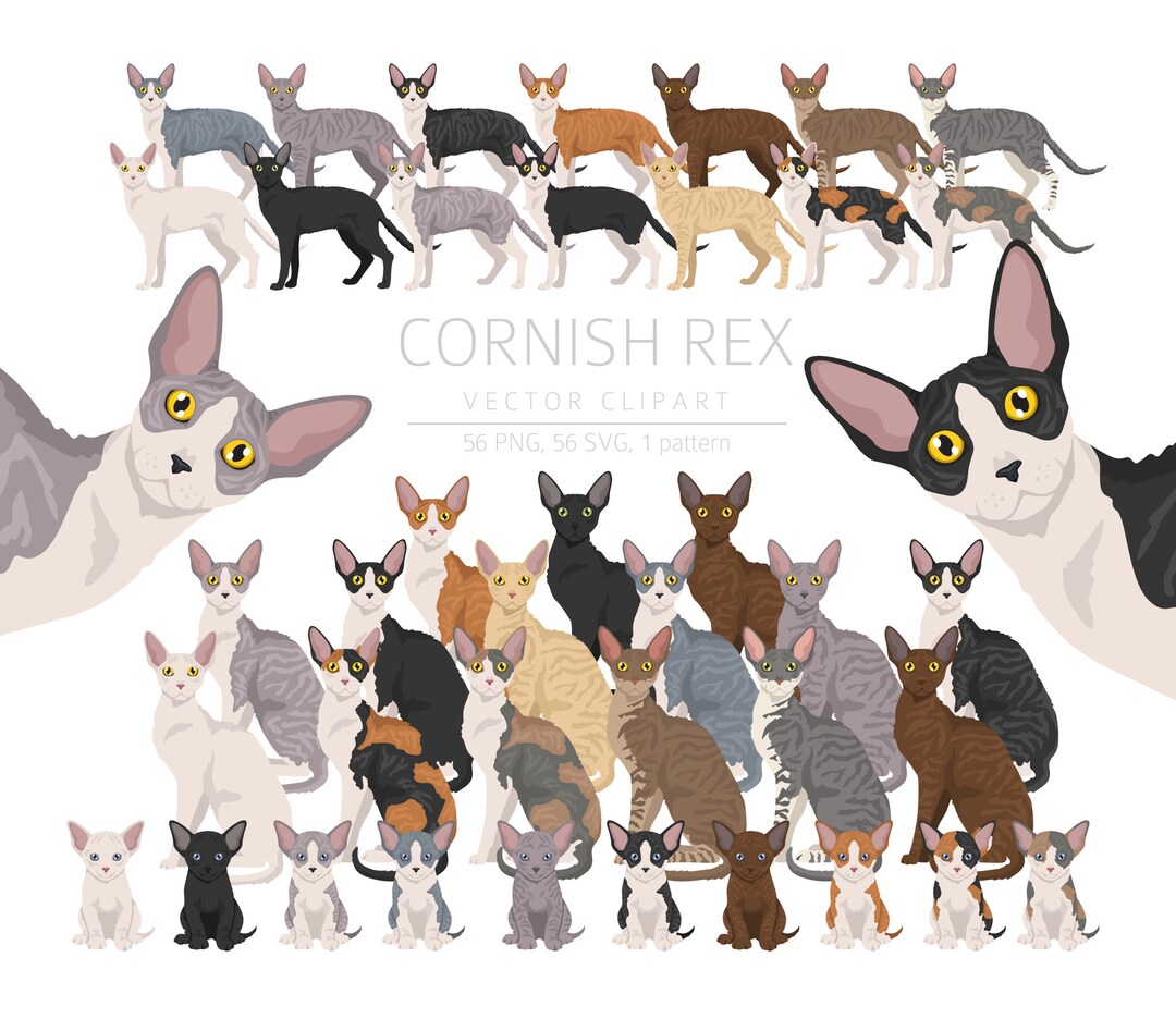 Cornish Rex Cat Clipart for Commercial Use, Rex Cat Custom Coat Color ...