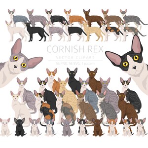 Cornish Rex Cat Clipart for Commercial Use, Rex Cat Custom Coat Color ...