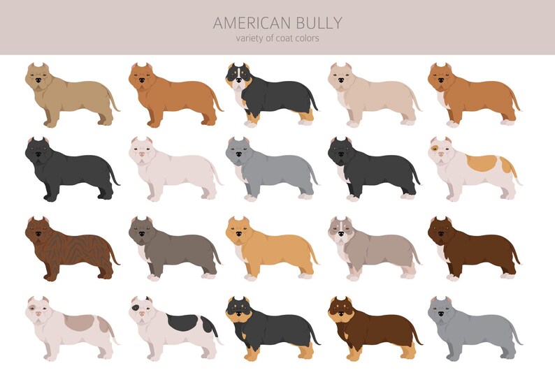 American Bully Clipart Bundle, Bully Puppy, Dog High Quality PNG, Gift ...