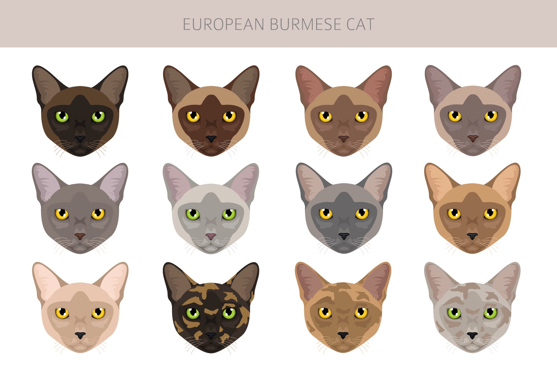 European Burmese Cat Clipart for Commercial Use, Burmese Cat Custom ...
