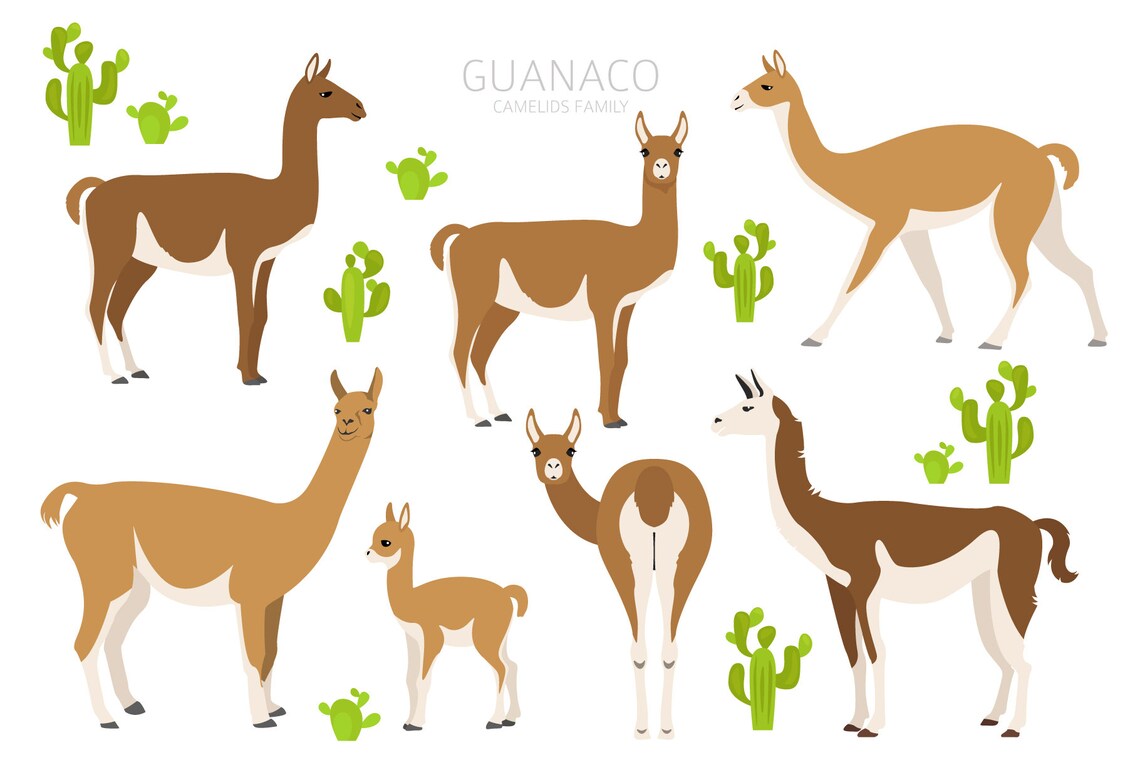 Guanaco Clipart Bundle, Camelids Clipart, Huanaco High Quality PNG ...