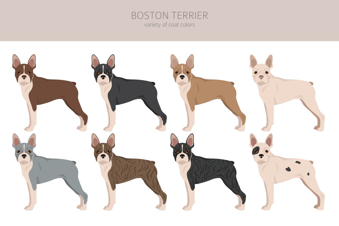 Boston Terrier Clipart Bundle, Boston Terrier Puppy Clipart, Dog High ...