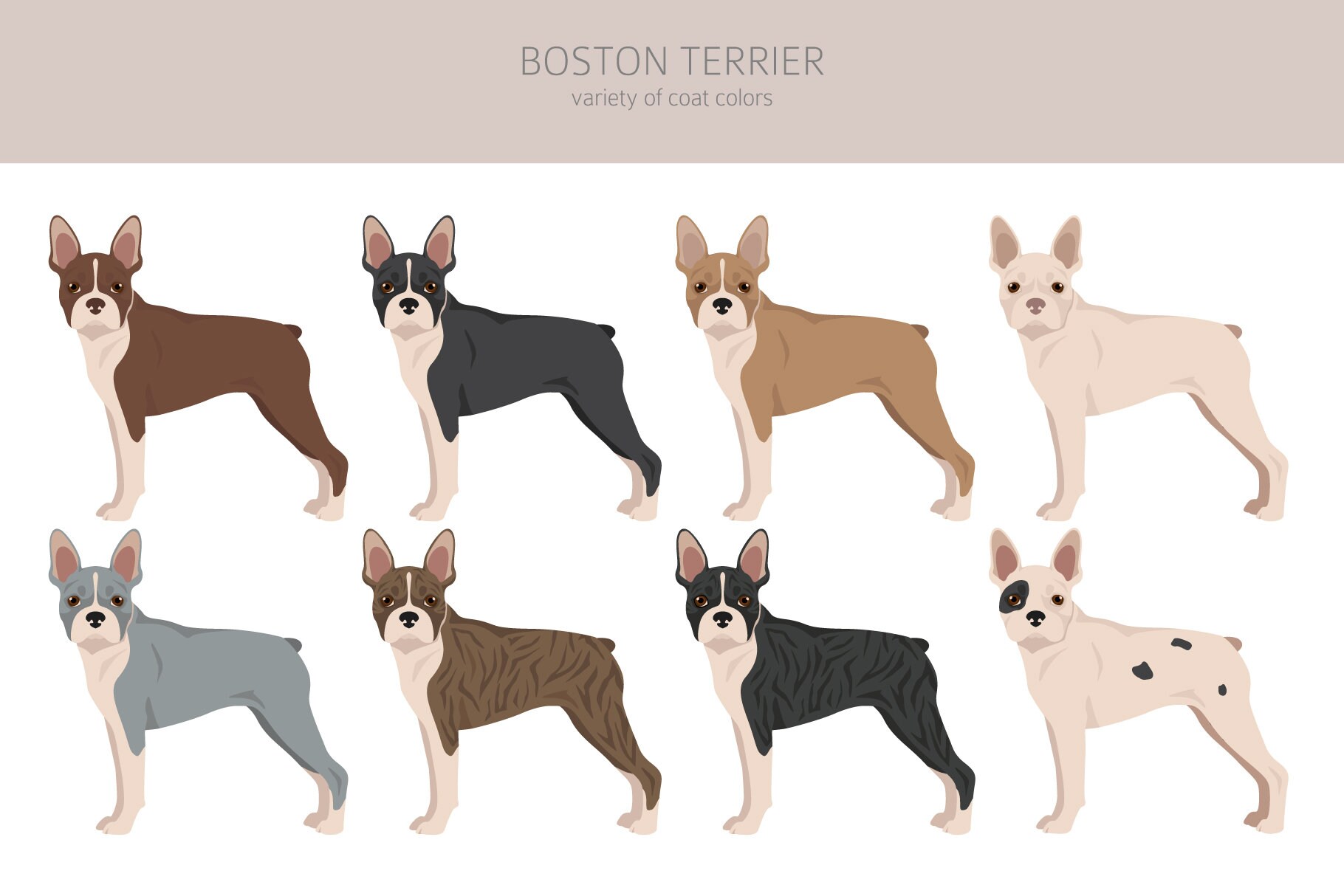 Boston Terrier Clipart Bundle, Boston Terrier Puppy Clipart, Dog High ...