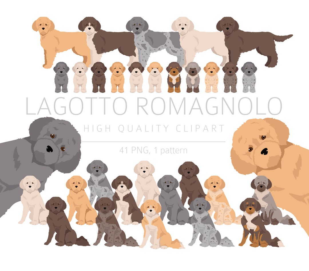 Lagotto Romagnolo Clipart Bundle, Puppy Clipart, High Quality PNG, Gift ...