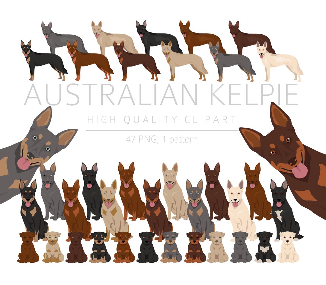 Australian Kelpie Clipart Bundle, Kelpie Puppy Clipart, Dog High ...