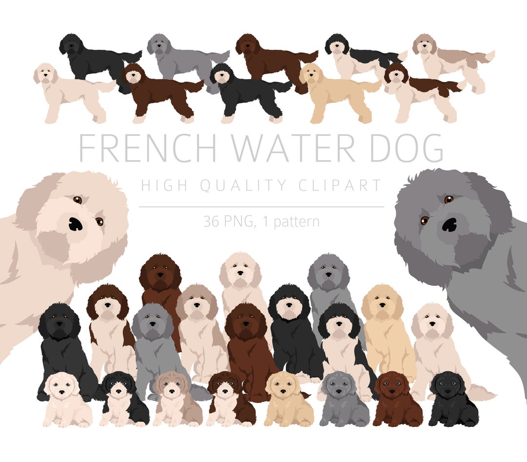 French Water Dog Clipart Bundle, Barbet Dog Puppy, Dog High Quality PNG ...