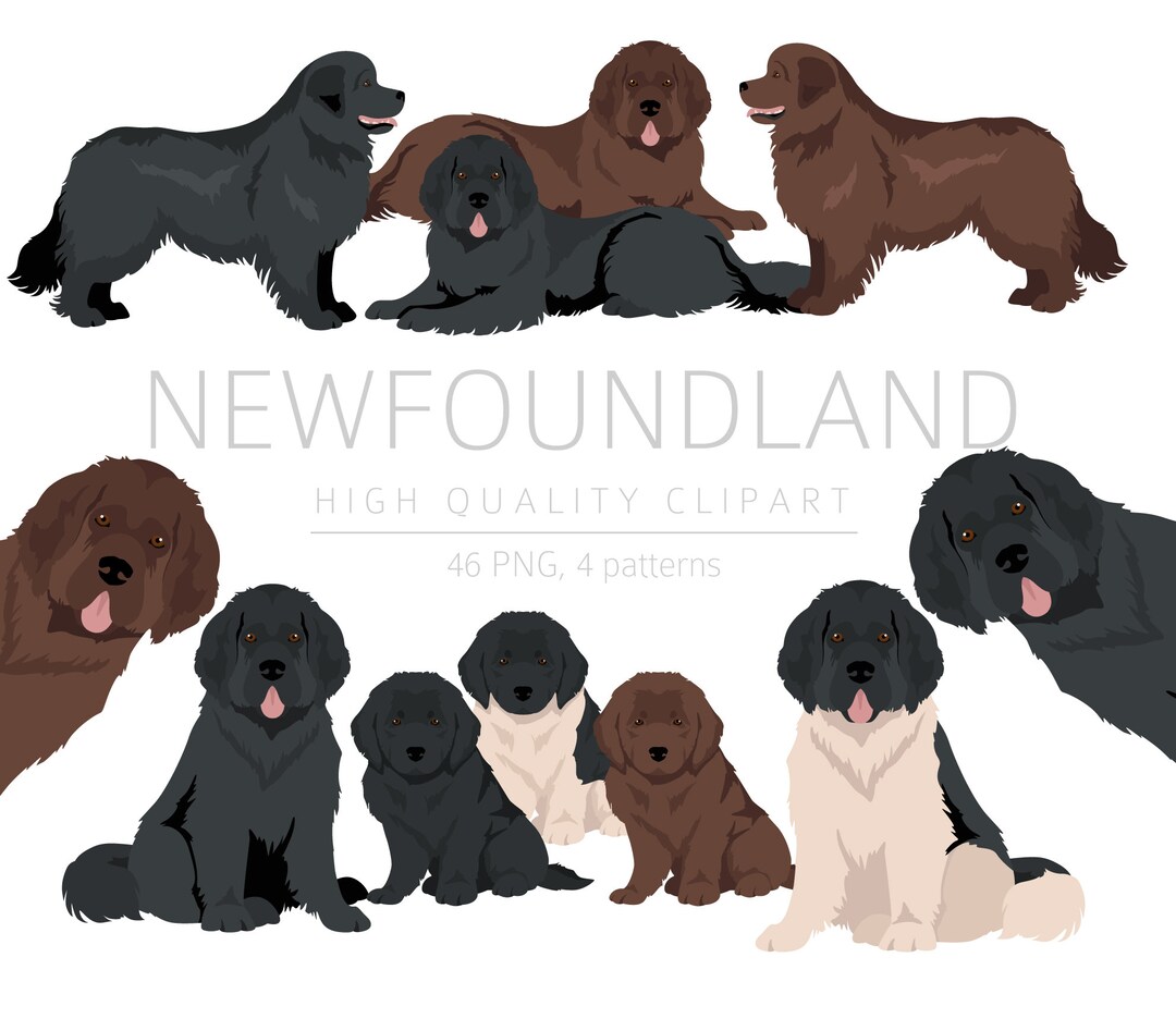 Newfoundland Clipart Bundle, Newfoundland Puppy Clipart, High Quality ...
