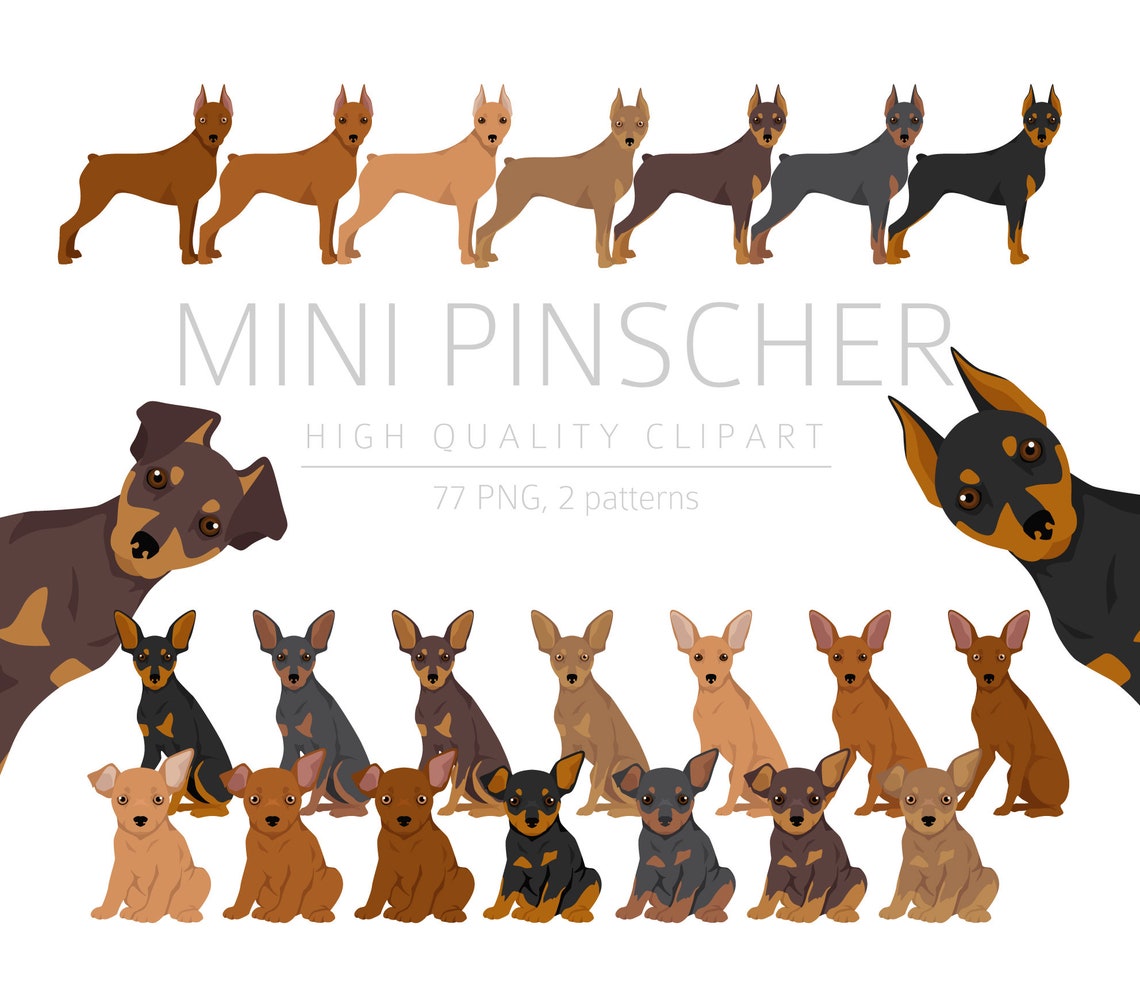 Miniature Pinscher Clipart Bundle, Miniature Pinscher Puppy Clipart ...