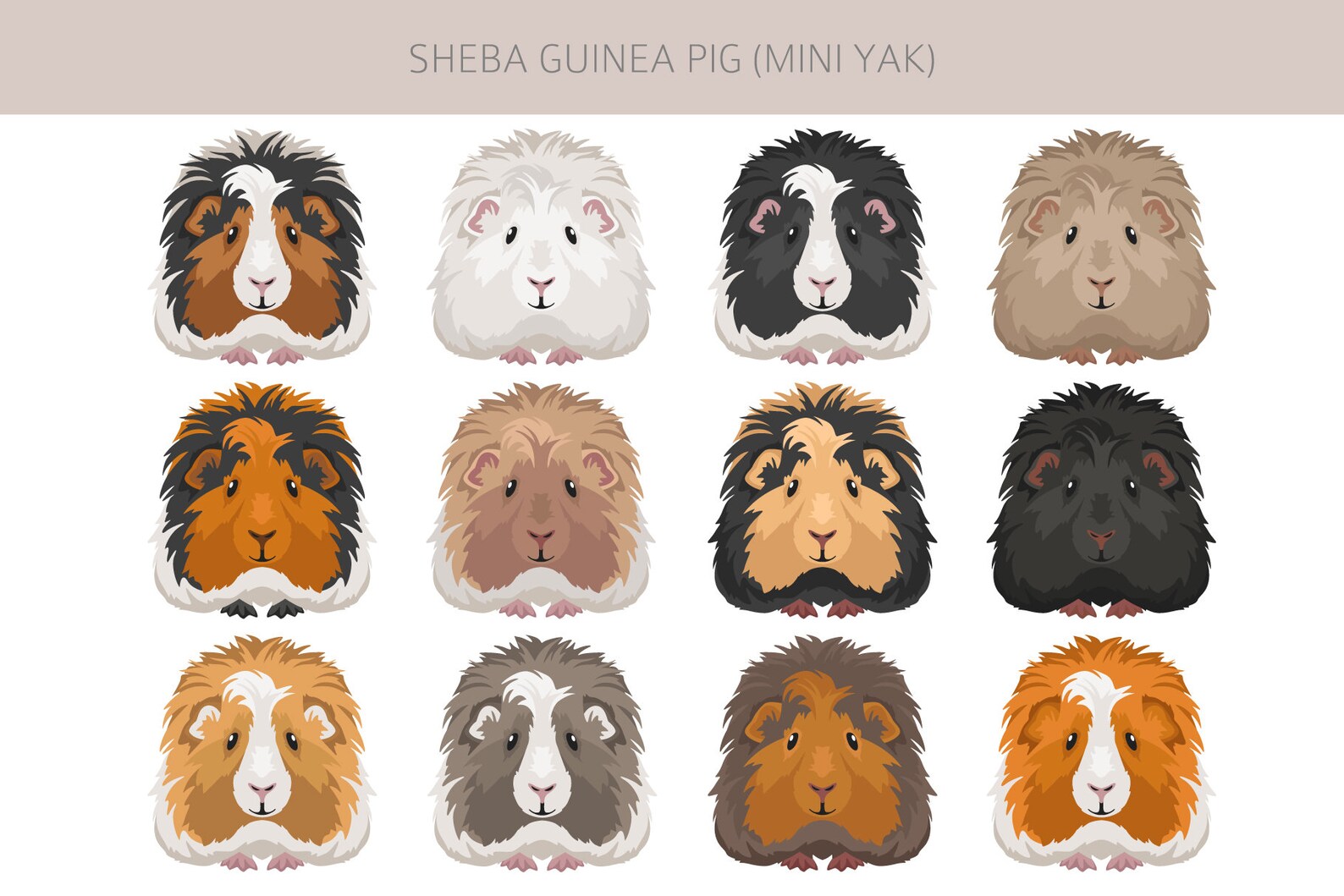 Sheba Guinea Pig Pet Clipart for Commercial Use. Mini Yak Cavy Custom ...