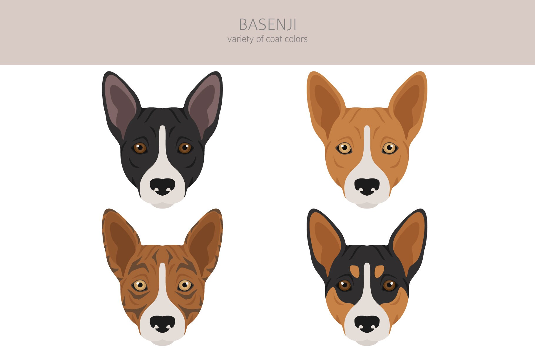Basenji Dog Clipart Bundle, Basenji Puppy Clipart, High Quality PNG ...