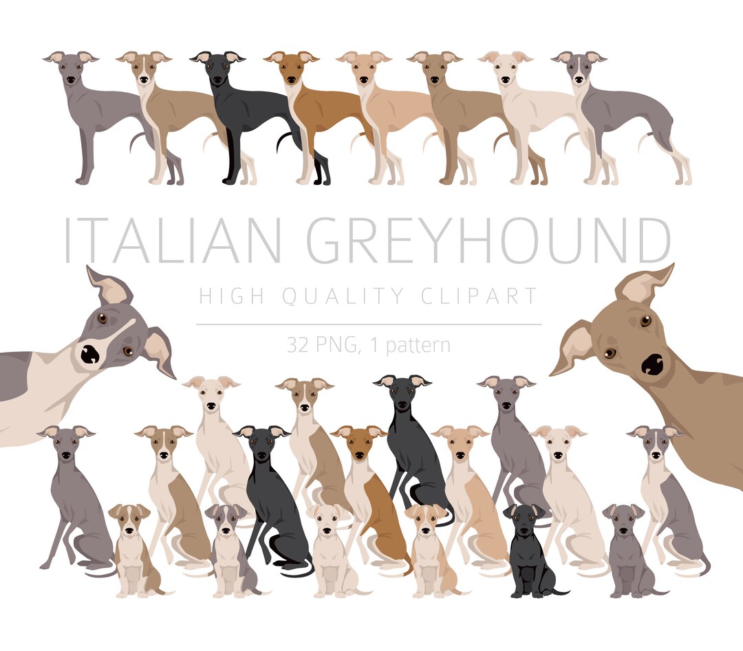 Italian Greyhound Clipart Bundle, Puppy Clipart, Dog High Quality PNG ...