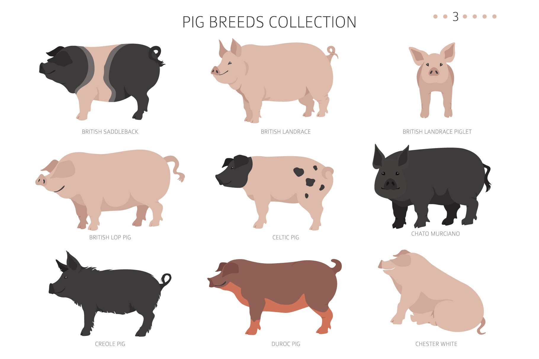 Pig Breed Clipart Bundle, Farm Animals Clipart, Hog Piglet High Quality ...