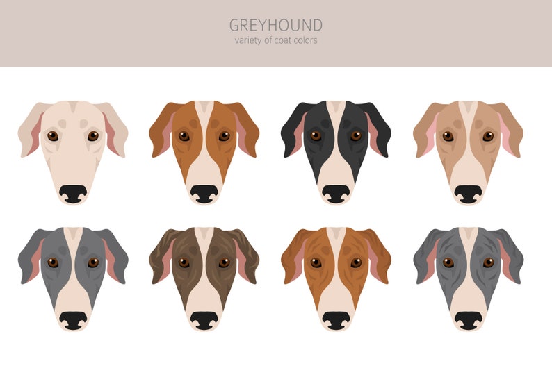 English Greyhound Clipart Bundle, Greyhound Puppy Clipart, High Quality ...