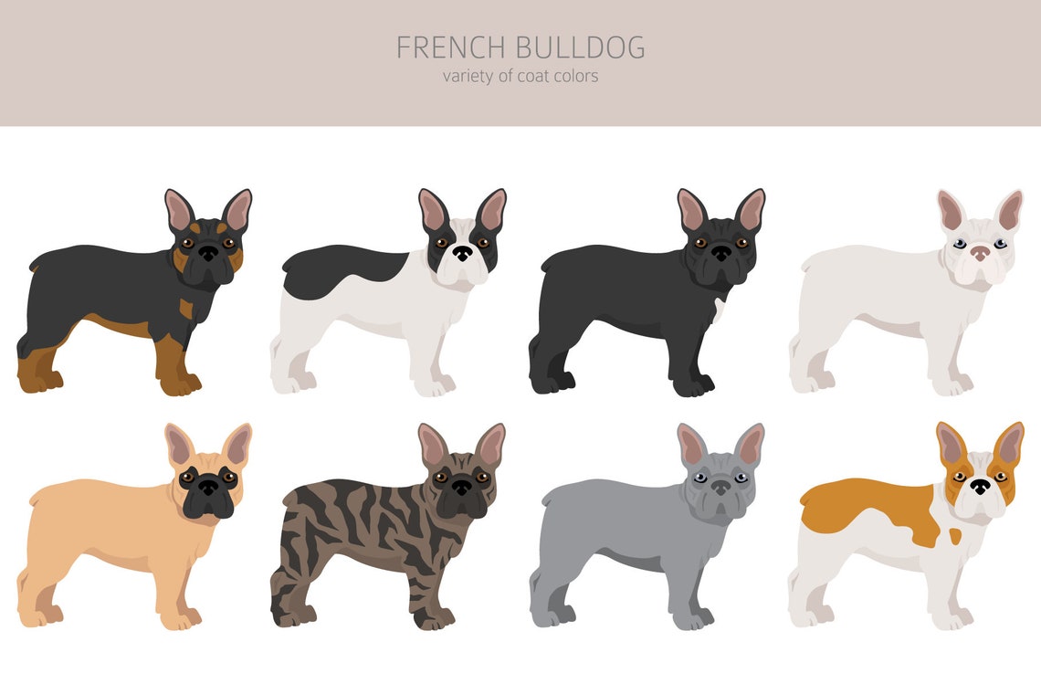 French Bulldog Clipart Bundle, Frenchie Clipart, Dogs High Quality PNG ...